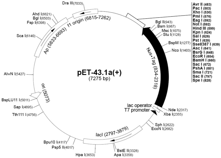 pET-43.1b(+)- 北京华越洋生物