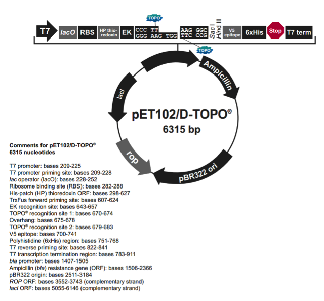 pET102/D-TOPO- 北京华越洋生物