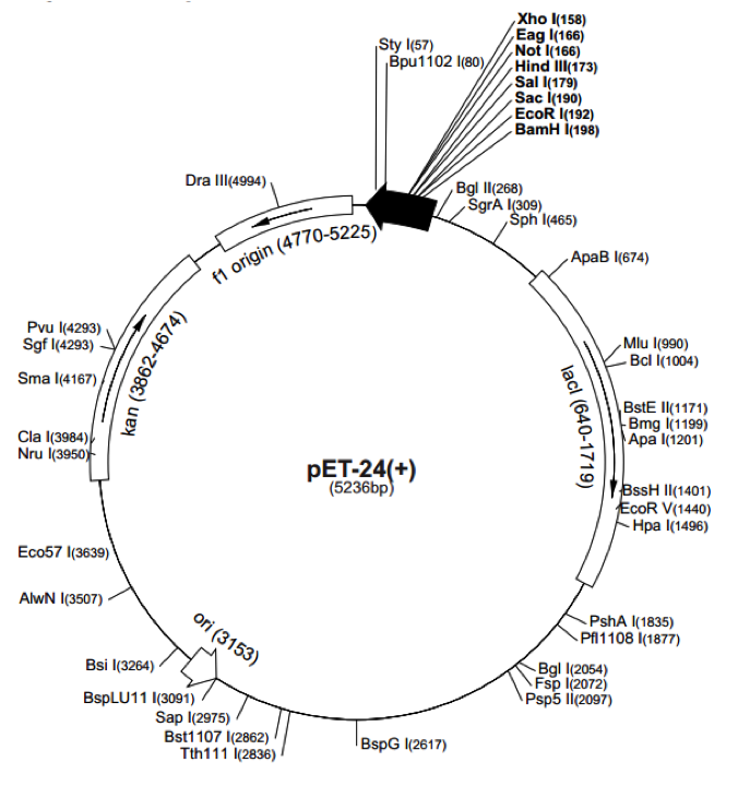 pET-24(+)- 北京华越洋生物