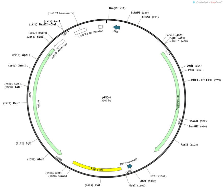 pKD4- 北京华越洋生物