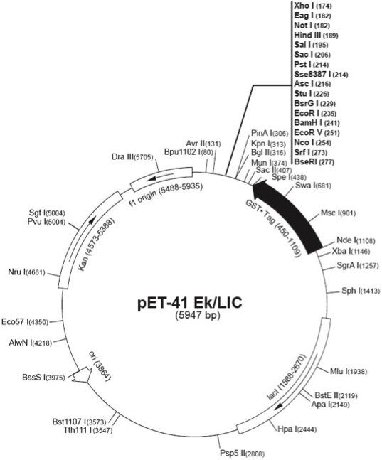 pET-41 EK/LIC- 北京华越洋生物