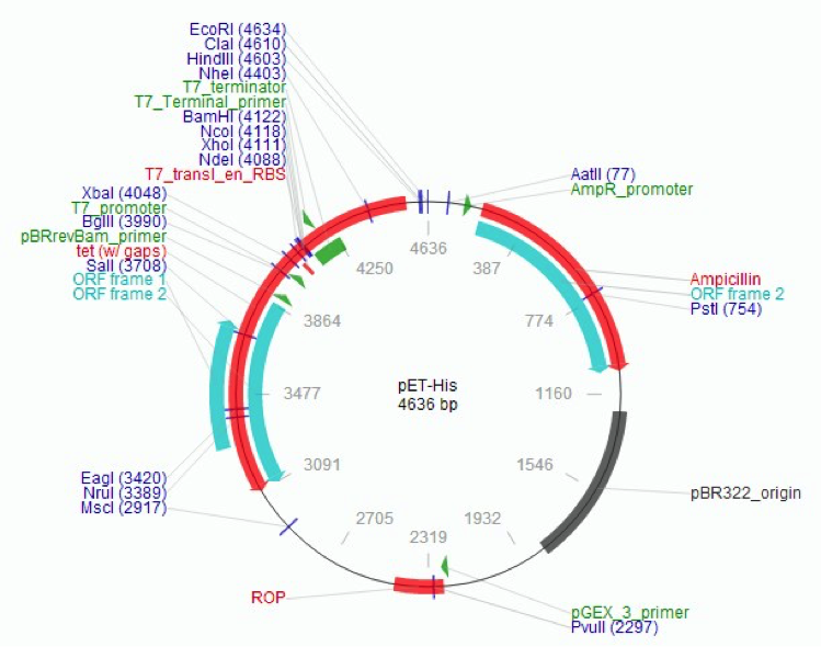 pET-His- 北京华越洋生物