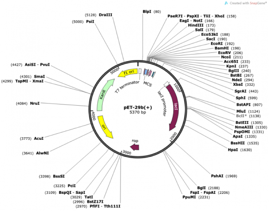 pET-29b(+)- 北京华越洋生物