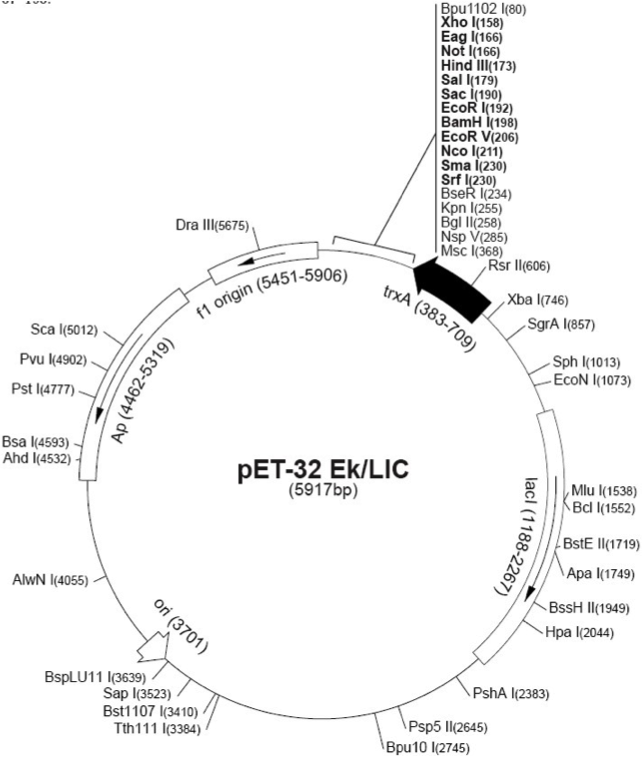 pET-32 EK/LIC- 北京华越洋生物
