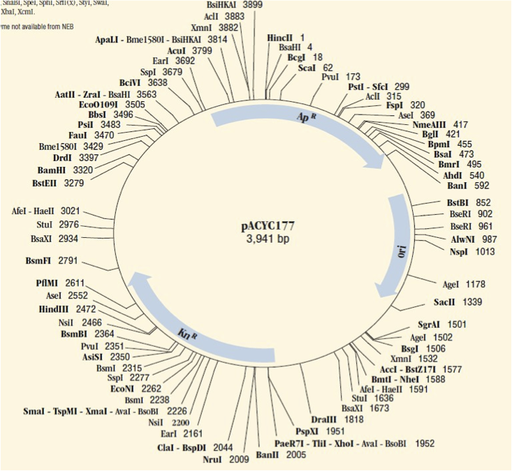 pACYC177- 北京华越洋生物