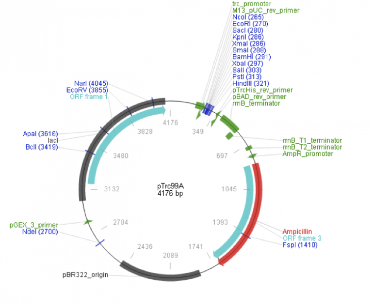 pTrc99a- 北京华越洋生物
