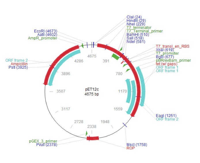 pET-12c(+)- 北京华越洋生物