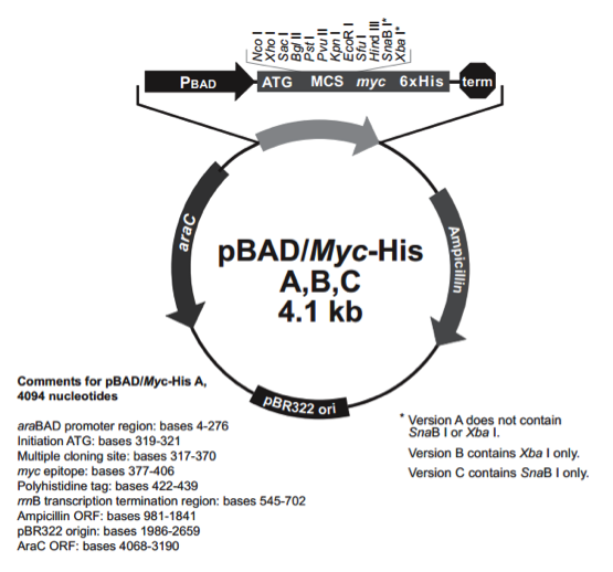 pBad/Myc-His C- 北京华越洋生物