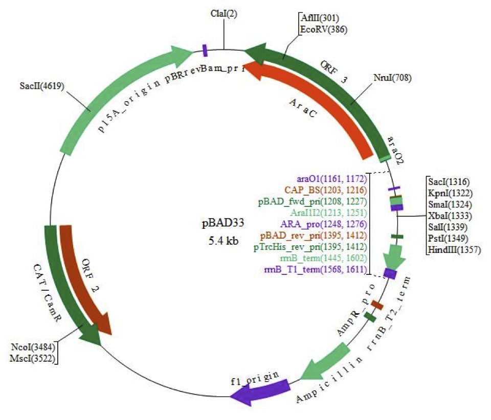 pBAD33- 北京华越洋生物