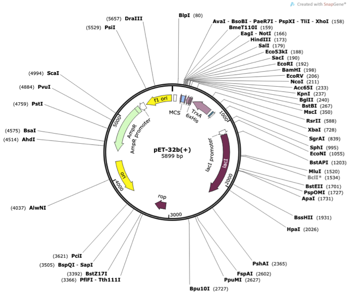 pET-32b(+)- 北京华越洋生物