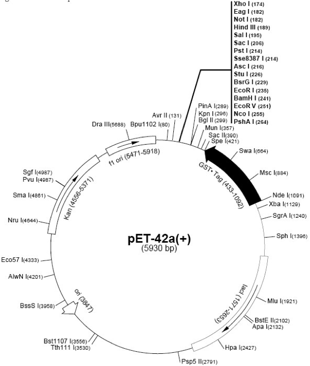 pET-42c(+)- 北京华越洋生物