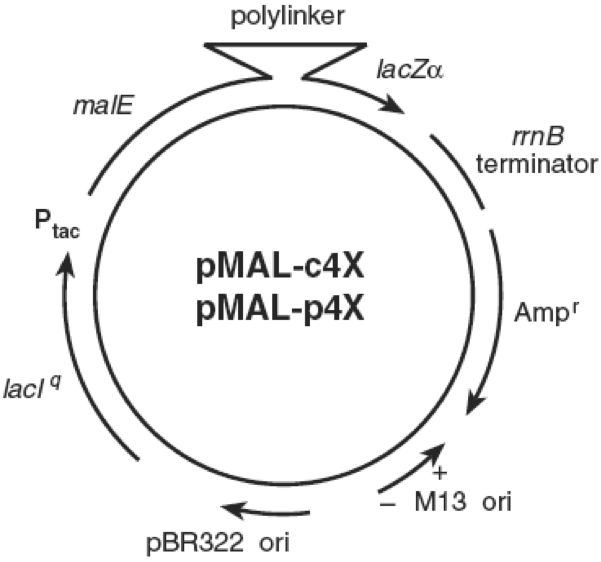 pMal-c4X- 北京华越洋生物