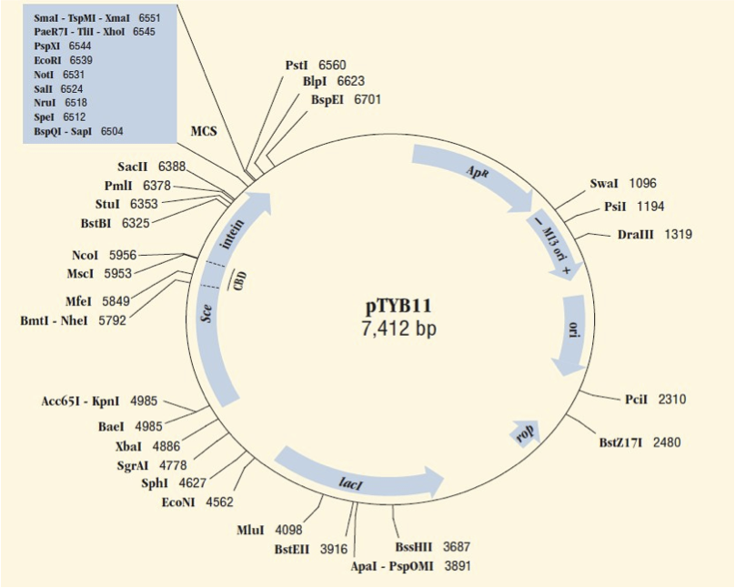 pTYB11- 北京华越洋生物