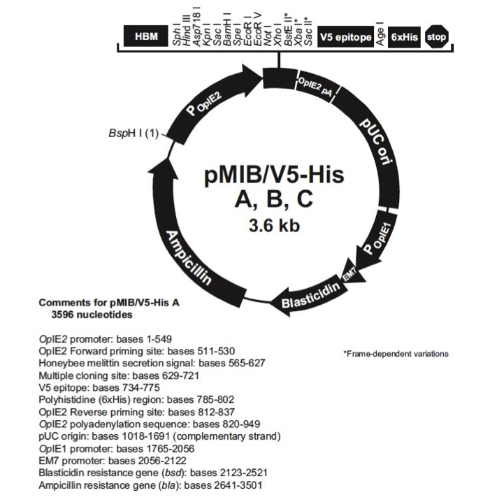 pMIB/V5-His B- 北京华越洋生物