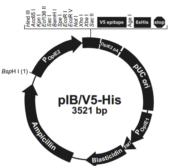 pIB/V5-His- 北京华越洋生物