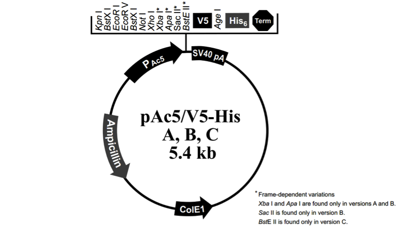 pAc5-V5-HisC- 北京华越洋生物