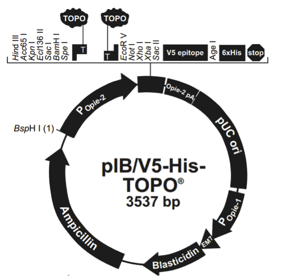 pIB/V5-His-TOPO- 北京华越洋生物