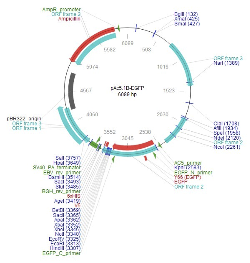 pAc5.1B-EGFP- 北京华越洋生物