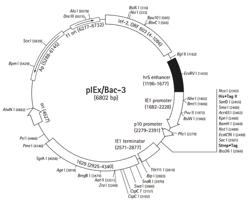 pIEx/Bac-3- 北京华越洋生物