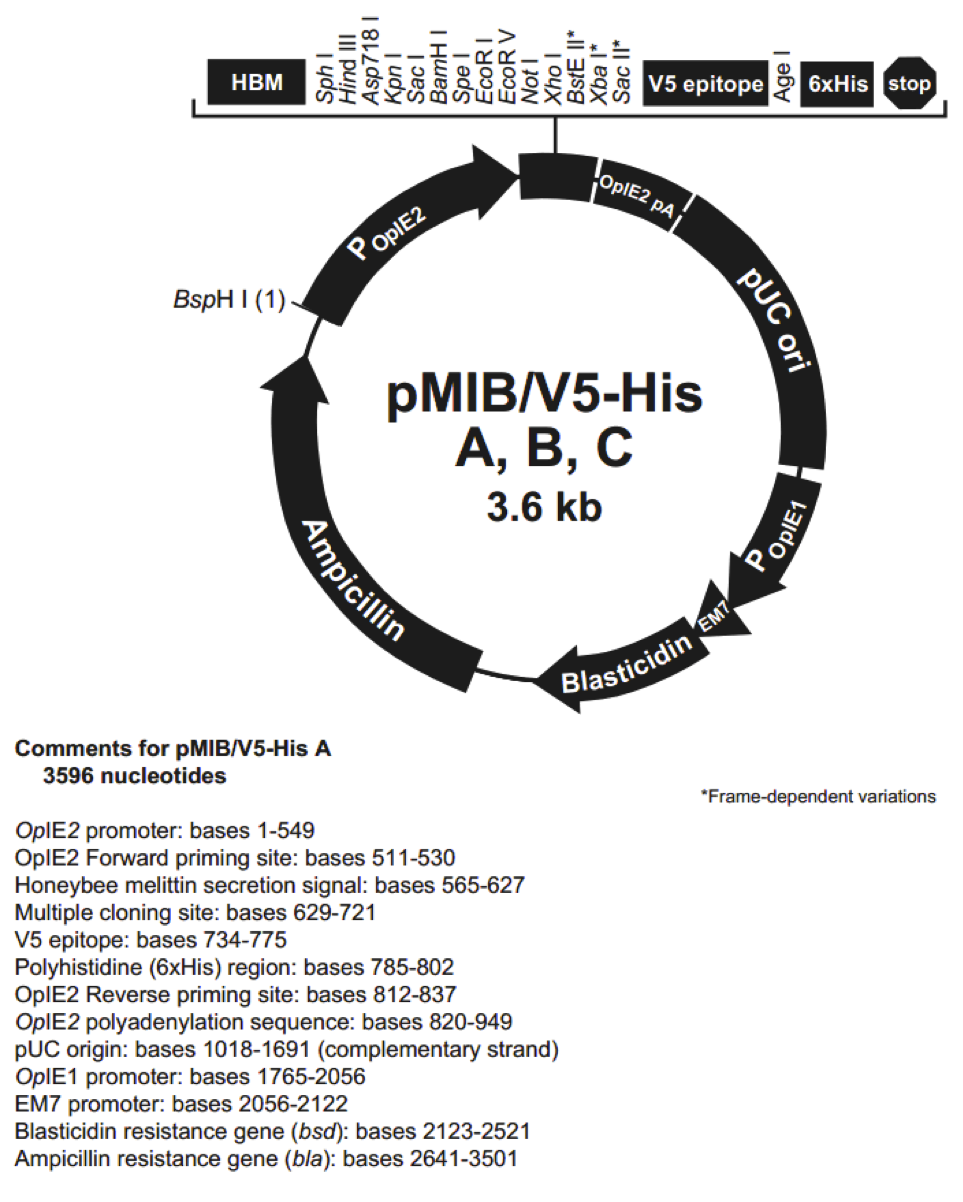 pMIB/V5-His A- 北京华越洋生物