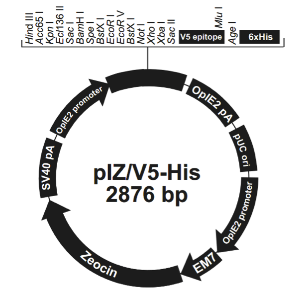pIZ/V5-His- 北京华越洋生物