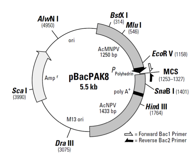 pBacPAK8- 北京华越洋生物