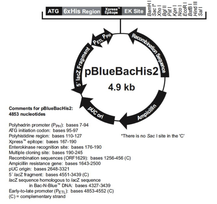 pBlueBacHis2 B- 北京华越洋生物