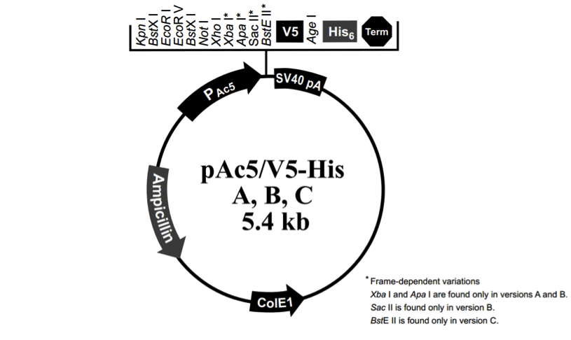 pAc5/V5-HisA- 北京华越洋生物