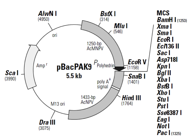 pBacPAK9- 北京华越洋生物