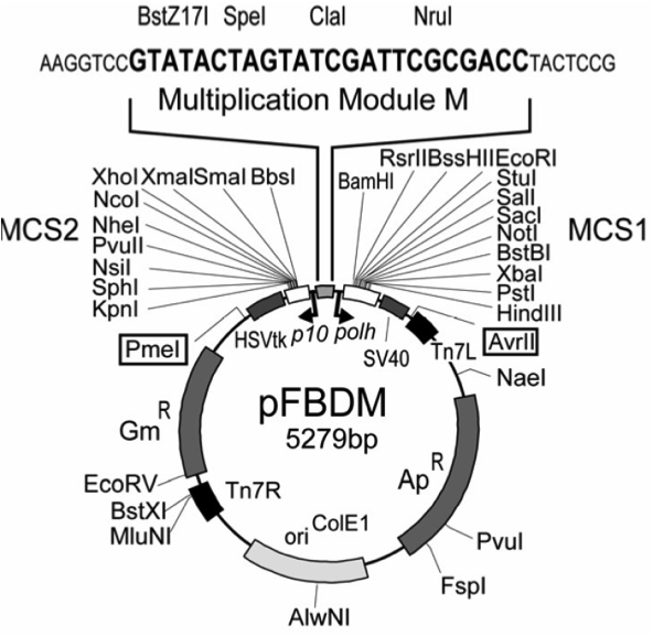 pFBDM- 北京华越洋生物