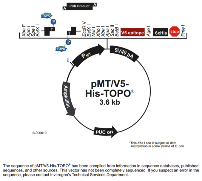 pMT/V5-His-TOPO- 北京华越洋生物