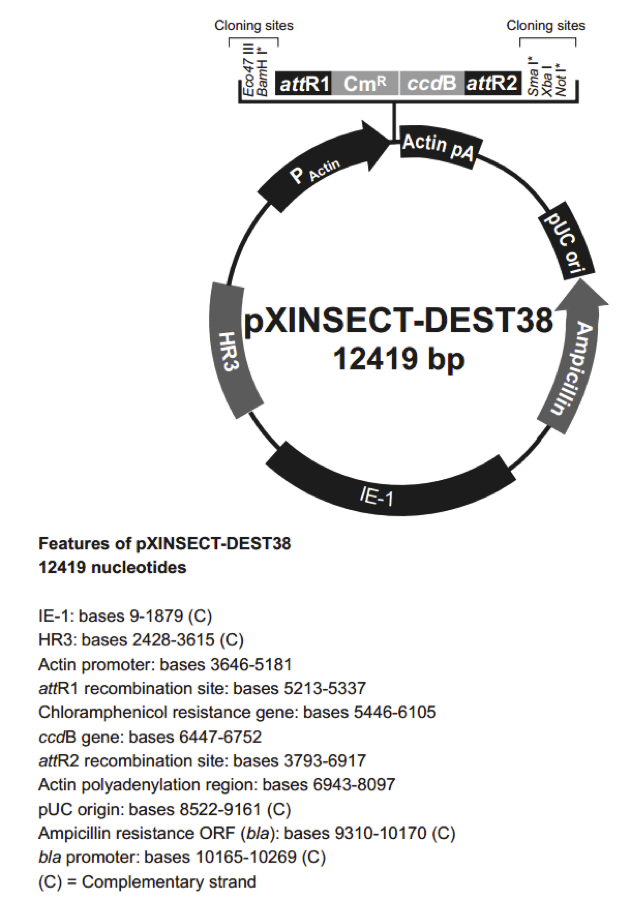 pXINSECT-DEST38- 北京华越洋生物