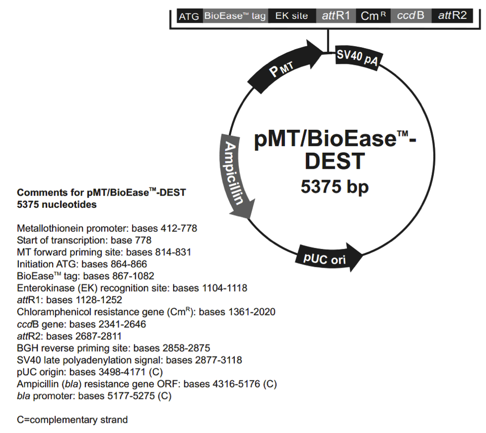 pMT/BioEase-DEST- 北京华越洋生物