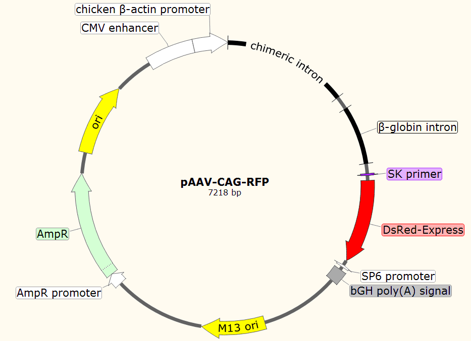 pAAV-CAG-RFP- 北京华越洋生物