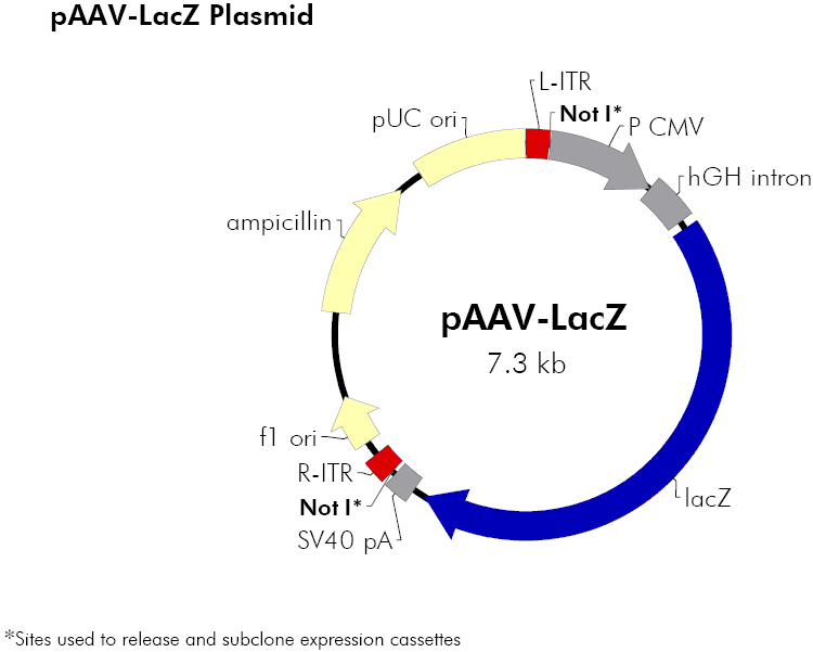 pAAV-LacZ- 北京华越洋生物