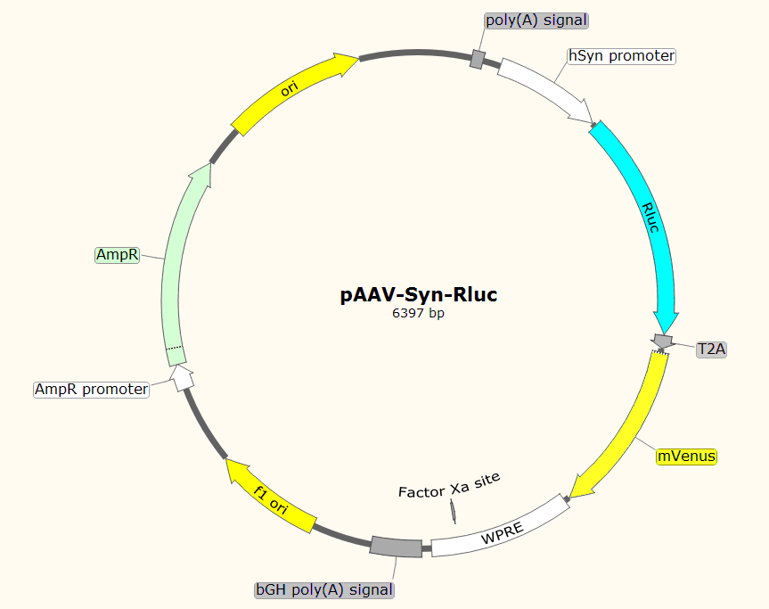 pAAV-Syn-Rluc- 北京华越洋生物