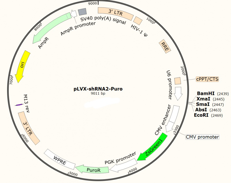 北京华越洋生物—质粒载体，菌株，感受态细胞，基因，细胞株