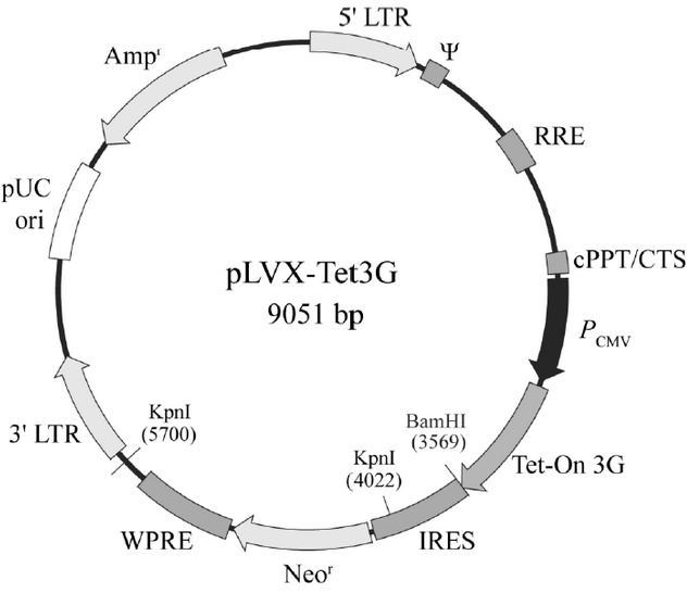 北京华越洋生物—质粒载体，菌株，感受态细胞，基因，细胞株