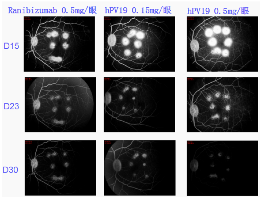 AI-012-广州昂科免疫生物技术有限公司