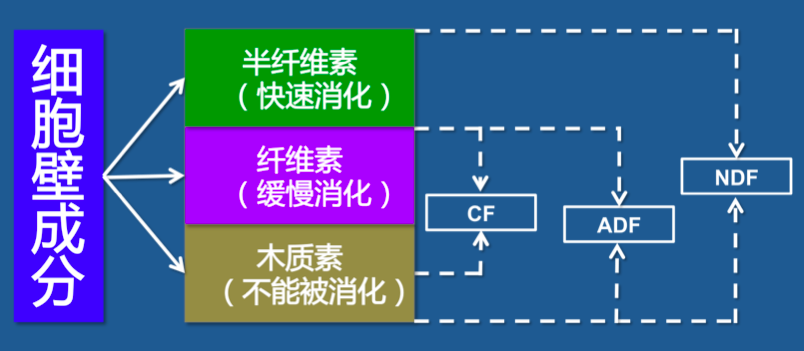 【好牛课堂】苜蓿草十问 之二 牧草的NDF与ADF有何意义？-天津好牛生物科技有限公司