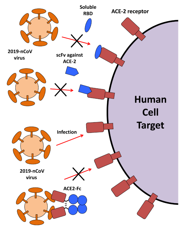 Human ACE2 Protein-常量医学