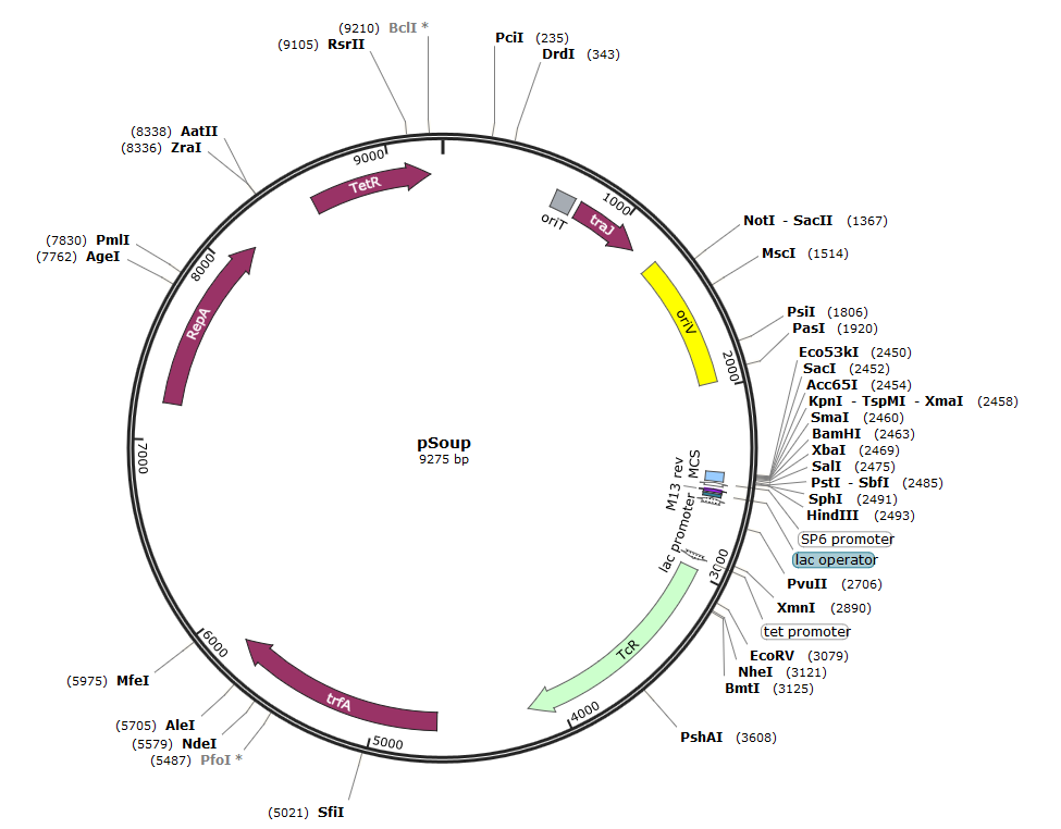 pSOUP-北京华越洋生物