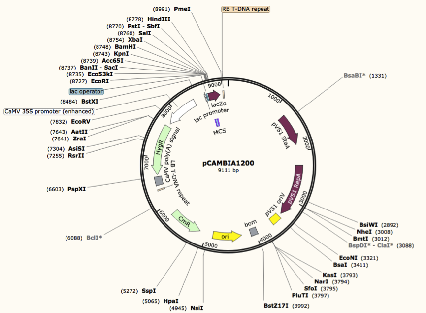 pCambia1200- 北京华越洋生物
