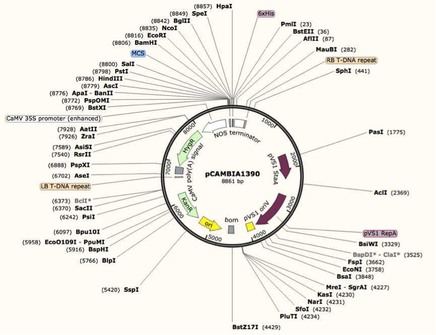 pCambia1390- 北京华越洋生物