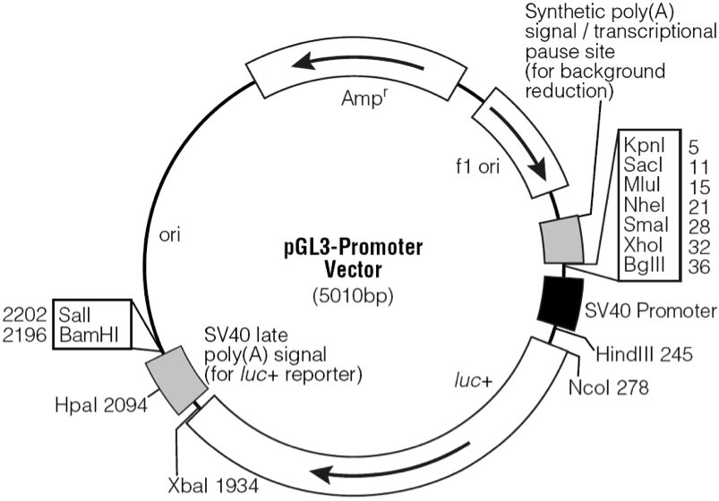pGL3-Promoter- 北京华越洋生物