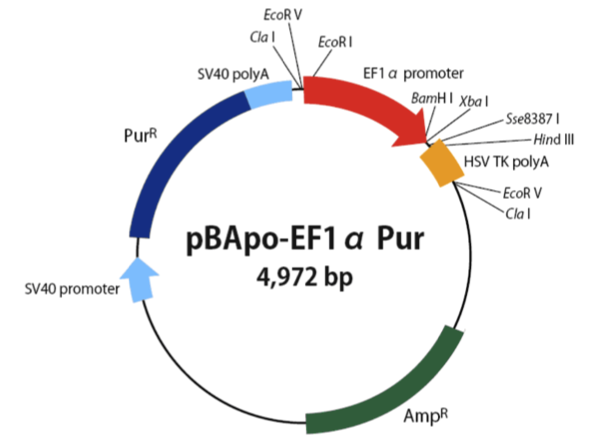 pBApo-EF1α-pur- 北京华越洋生物