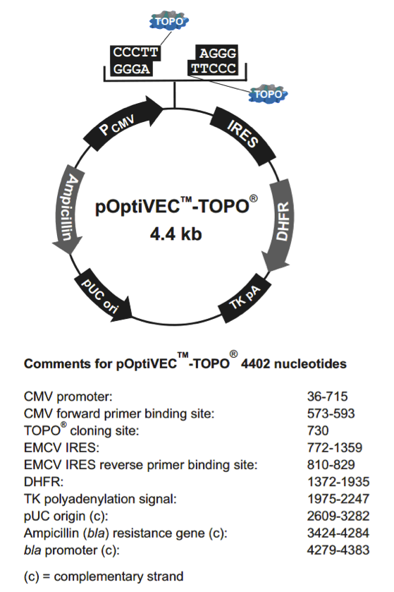 pOptiVEC-TOPO- 北京华越洋生物