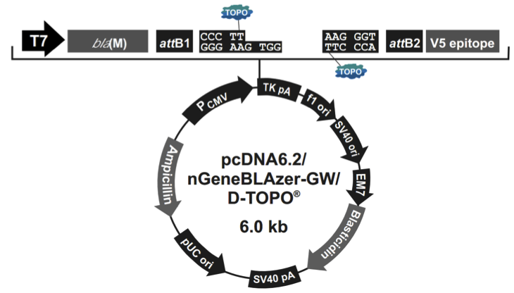 pcDNA6.2/nGeneBLAzer-GW/D-TOPO- 北京华越洋生物