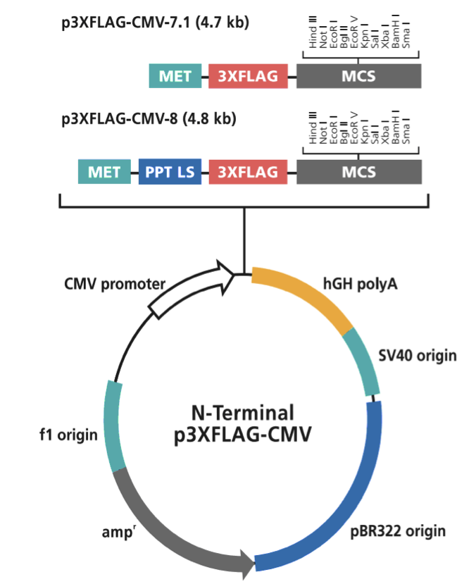 p3XFLAG-CMV-8- 北京华越洋生物