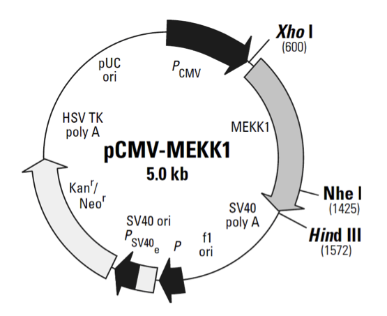 pCMV-MEKK1- 北京华越洋生物